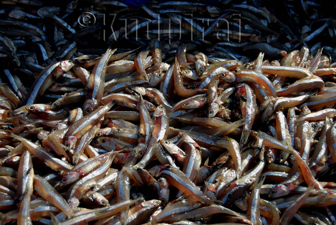 Kudpiraj's Garam Tawa: Fishing in Mangalore