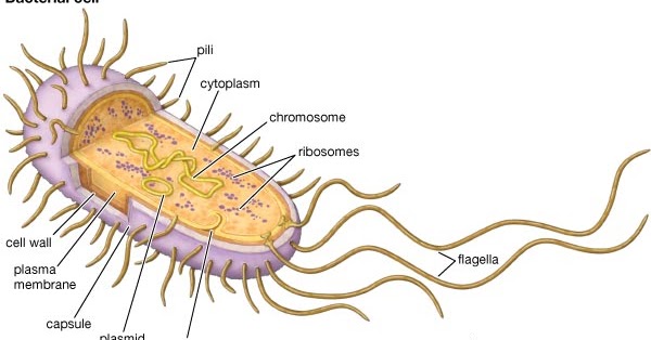 Biologia : REINO MONERA