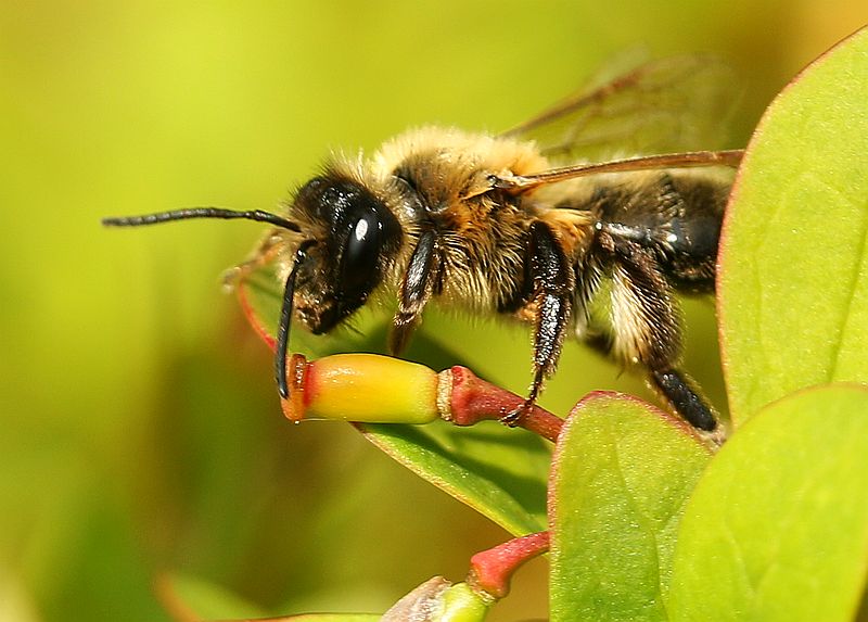 Naturwunder ...: Ein paar Naturfotos der letzten Wochen...