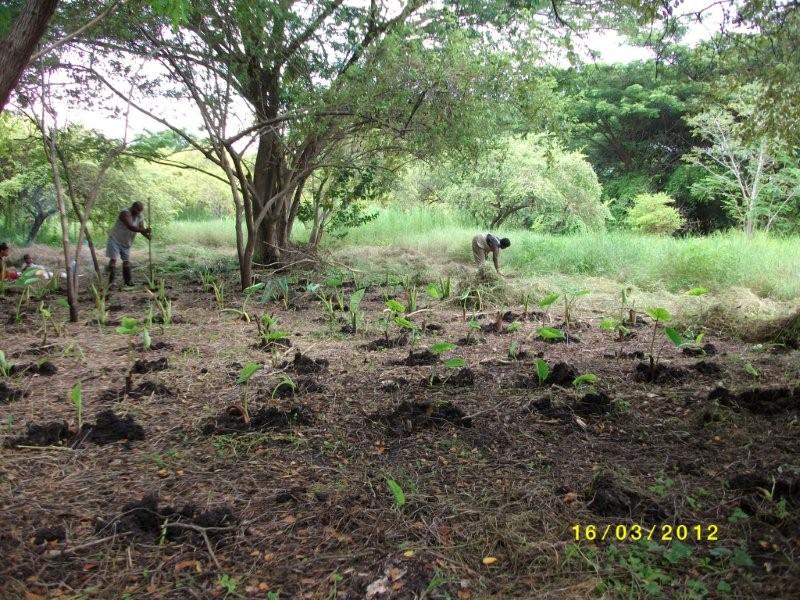 Naciriyawa - our farm in Fiji: we now have a dalo plantation as well...