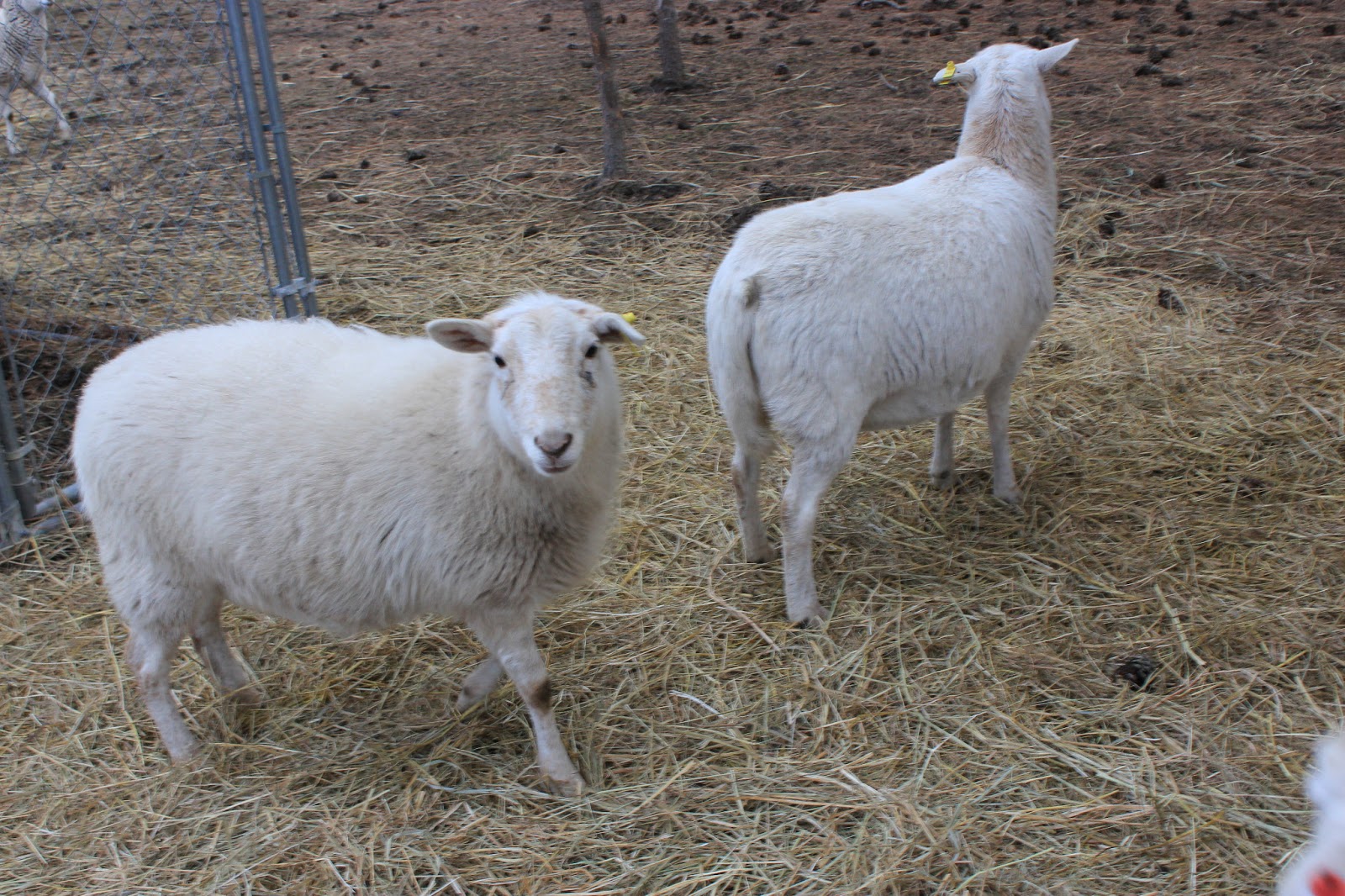 From The Ground Up: The Ewes Are Huge!