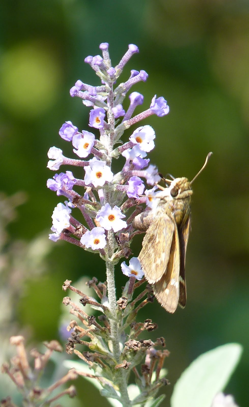 The Greenbelt: August 2012