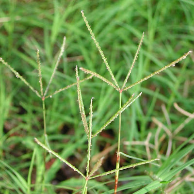 MEDICINAL PLANTS OF DWARKA: Cynodon dactylon