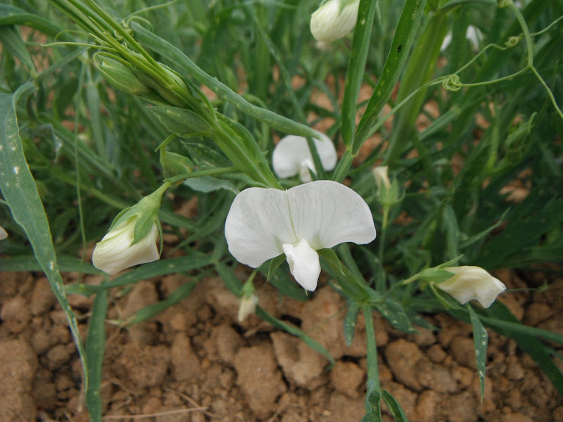 Faroleco: Chícharos