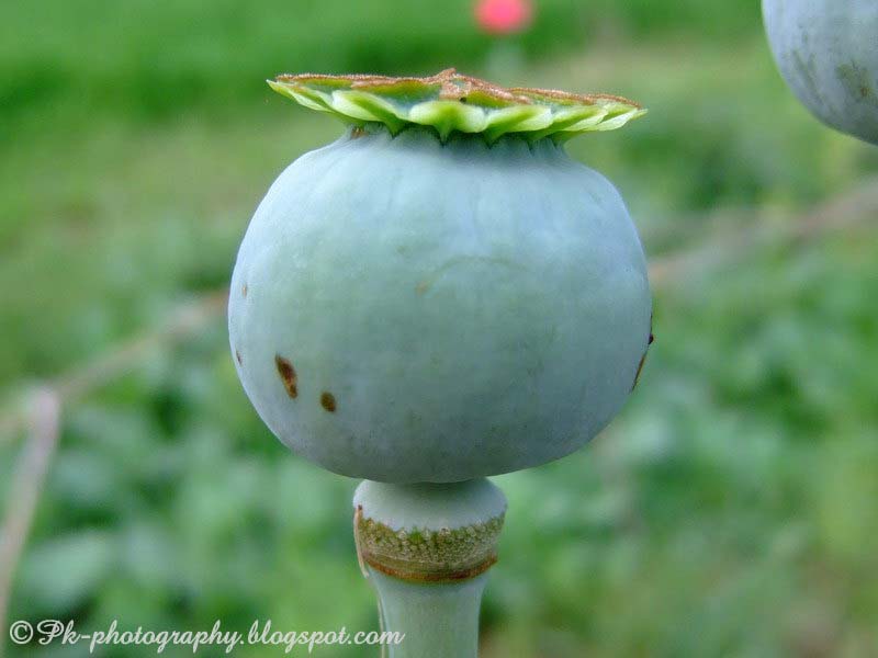 Opium Poppy Plant, Flowers and Seed Pods | Nature, Cultural, and Travel ...