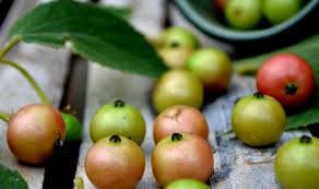 CERES/KRESEN/TALOK : TANAMAN PERDU BERIBU MANFAAT DAN KHASIAT UNTUK ...