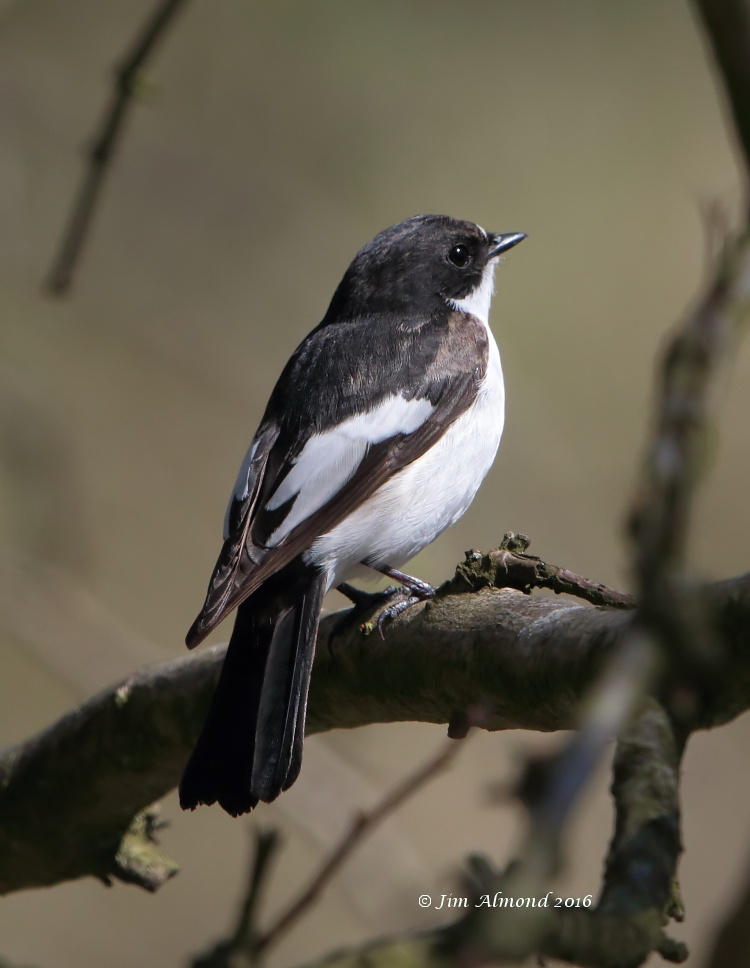 Shropshire Birder: Bridges - Pied Flycatchers