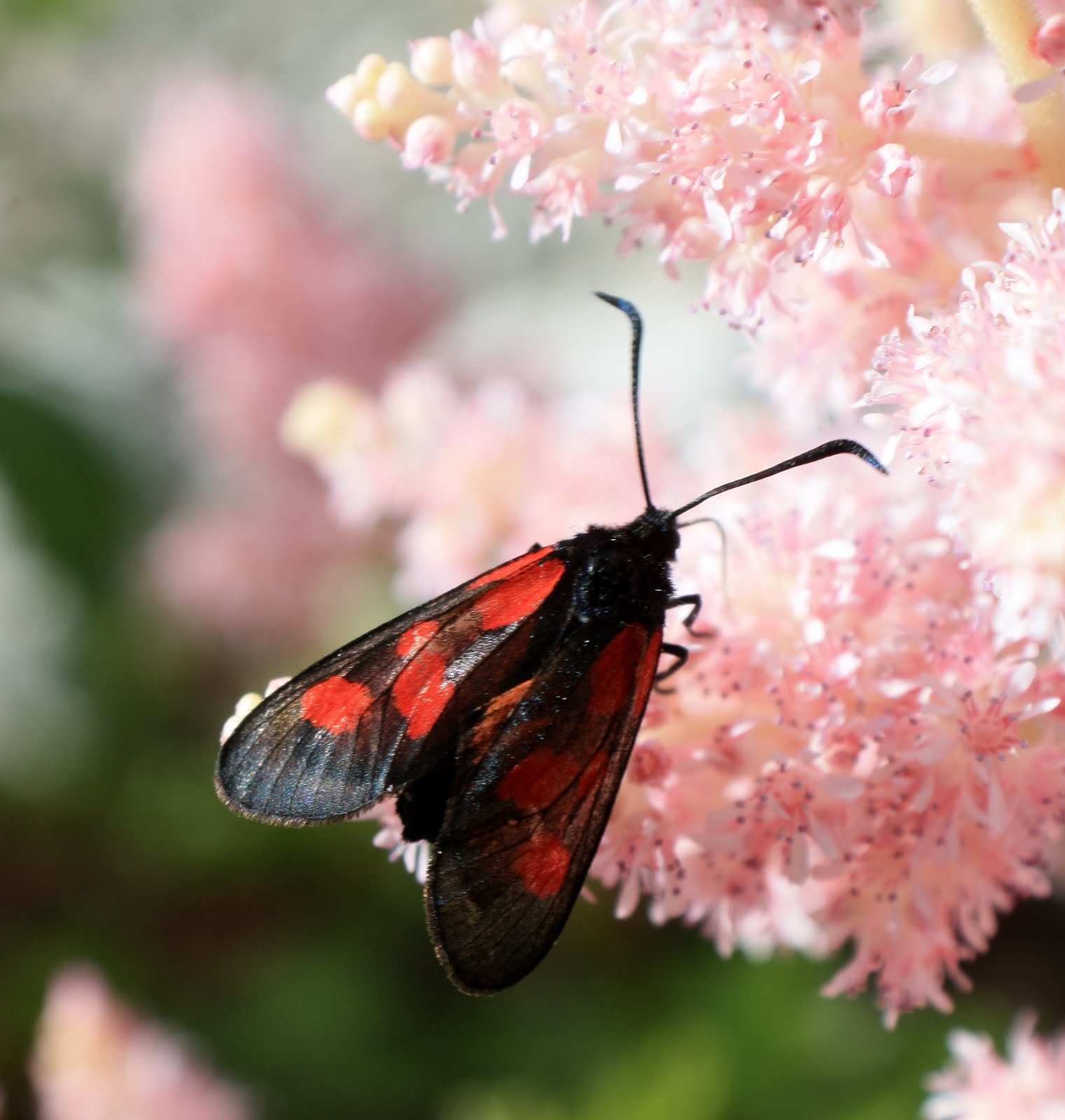 MIN NATUR: Fotokalender 2011 - månadens bild - augusti