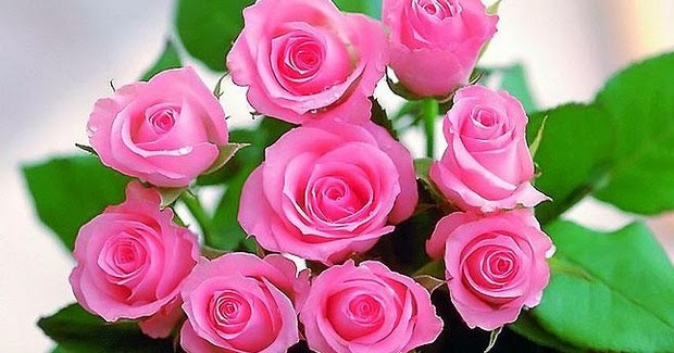 Ternyata Bunga Mawar Baik Untuk Kesehatan Dan Kecantikan - Jual Mawar ...