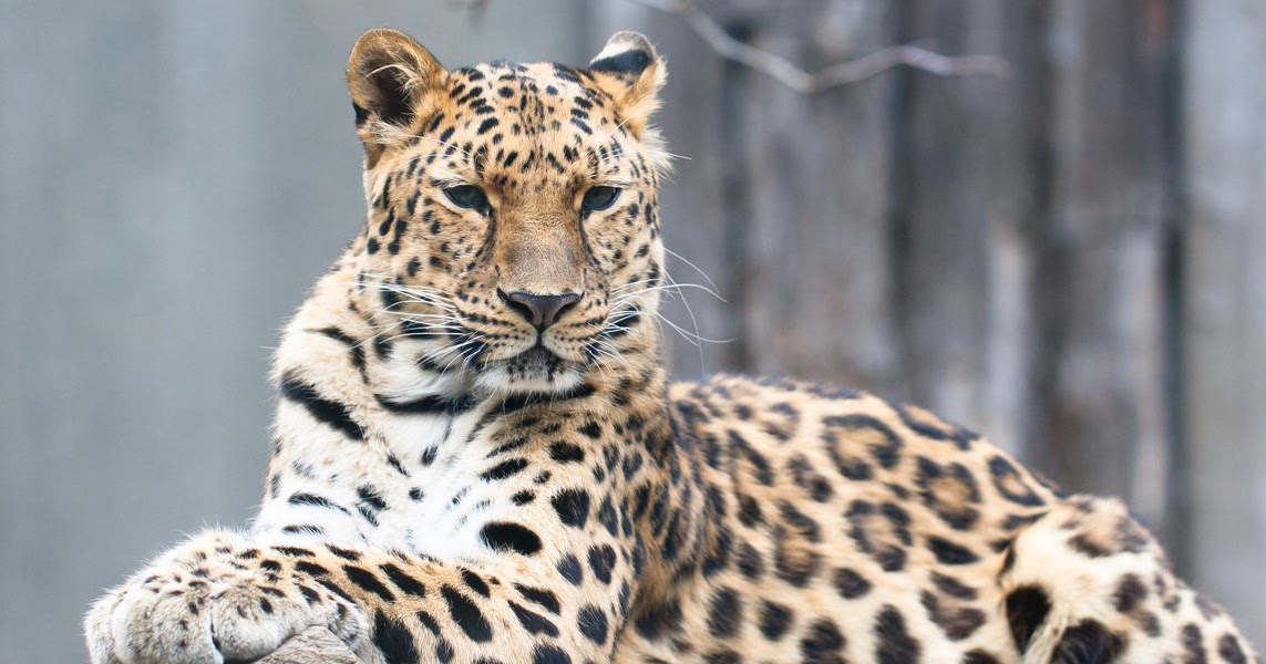 5 Most Endangered Species In The World | I love animals