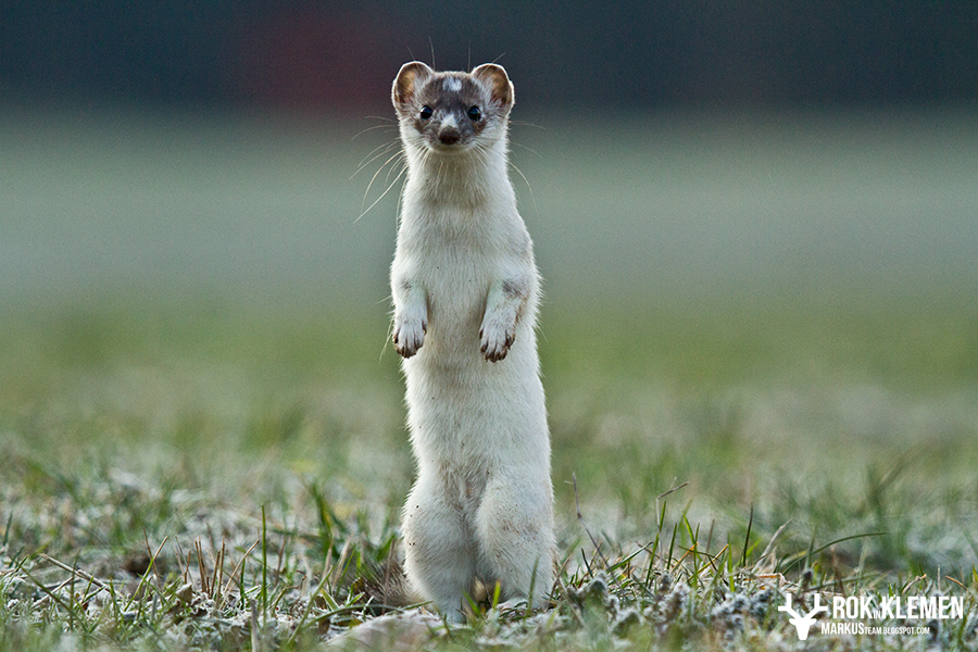 Hermelin (Mustela erminea) II.