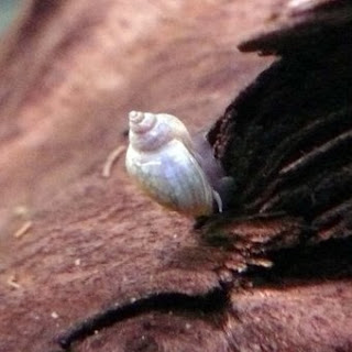 Aquasnail: Physa accuta y Physa marmorata