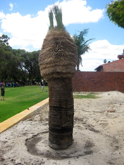 PlantWerkz: Xanthorrhoea Australis - Grass Tree / Black Boy