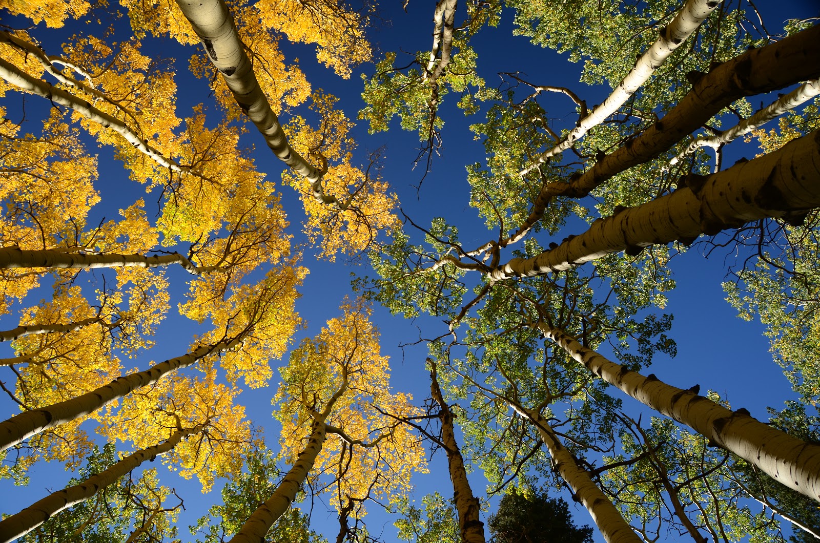 Fall Foliage in Flagstaff!