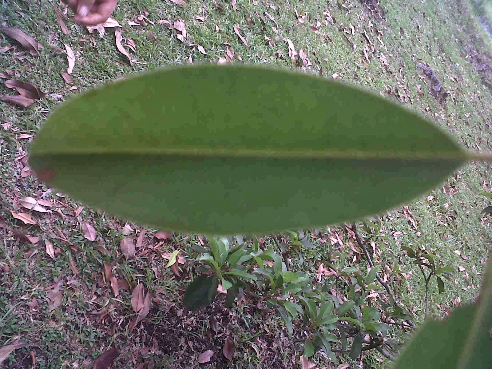 Belajar Tentang Alam tumbuhan: STUDI DAUN ( Bangun Daun Circumscriptio