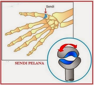 Fungsi Rangka Tulang dan Sendi | Materi IPA