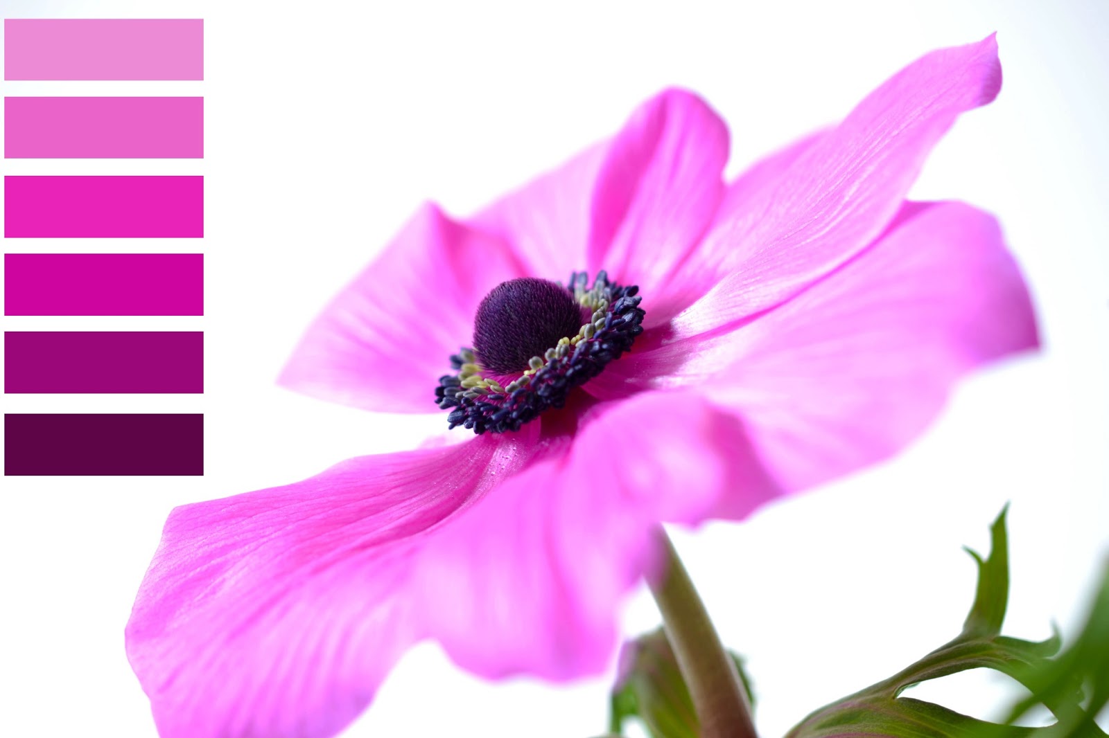 Heart of Gold: Petal by Petal:: The Anemones