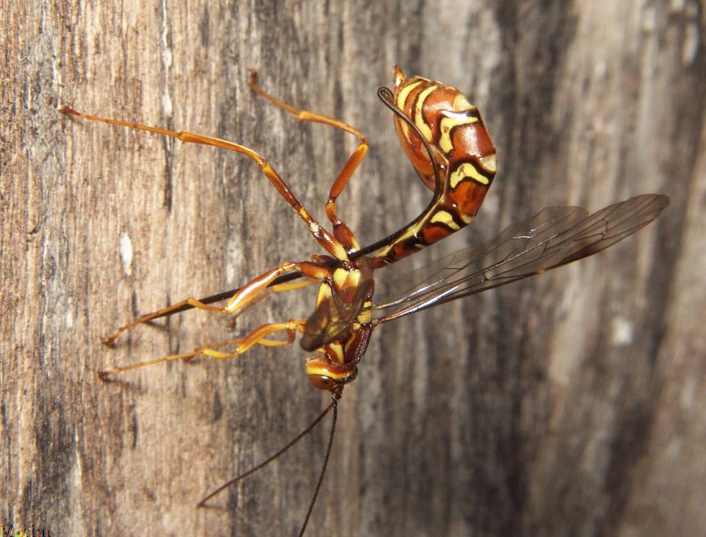 Temperate Climate Permaculture: Beneficial Insects: Ichneumon Wasps