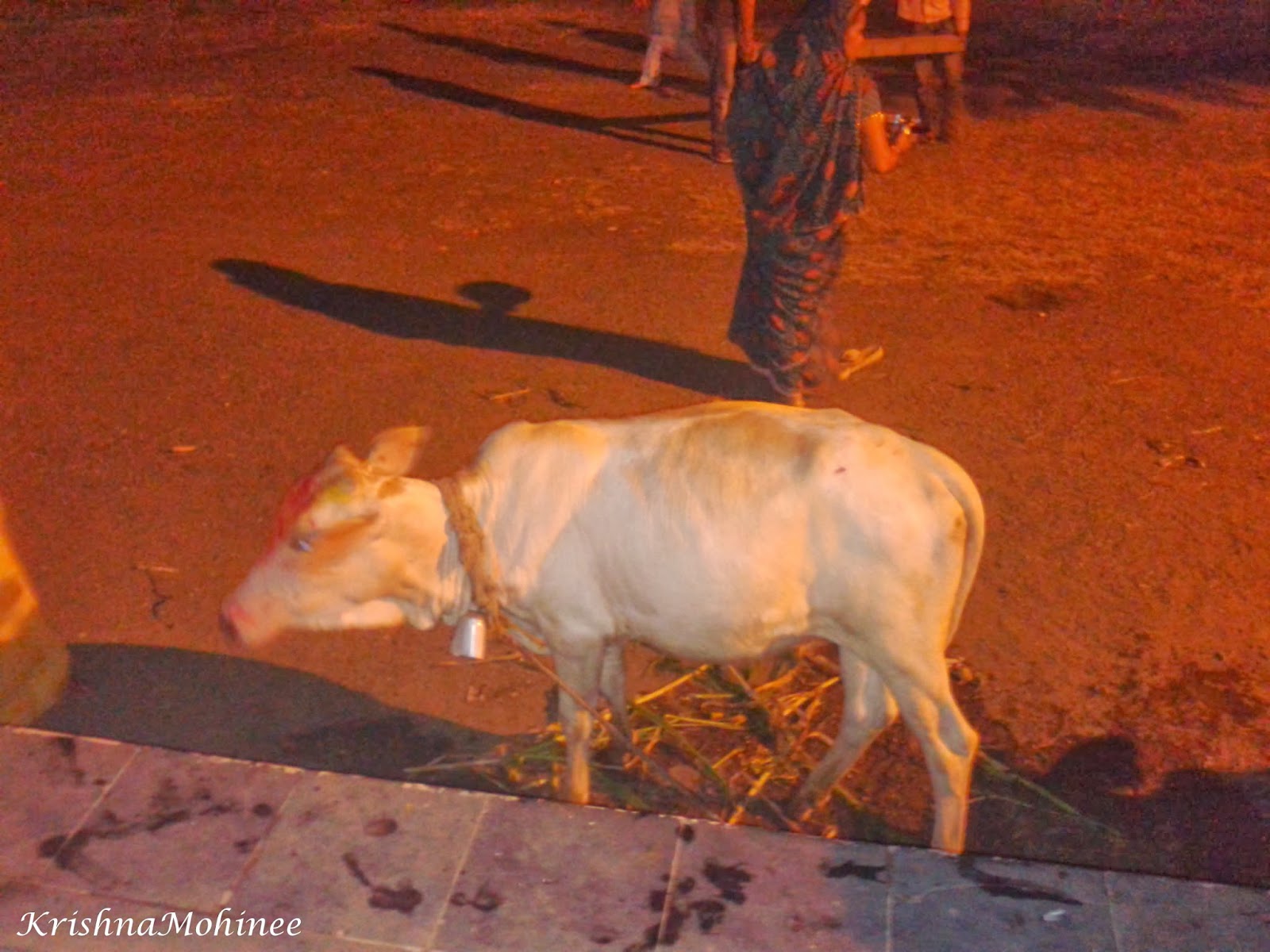 GovatsaDwadashi - The Cow Worship Day