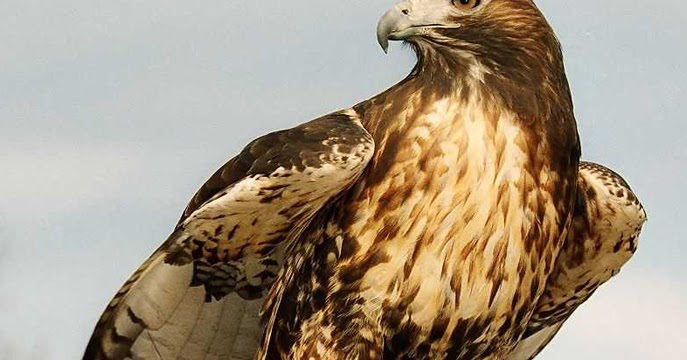 Kisah Nabi Musa dan Burung Helang