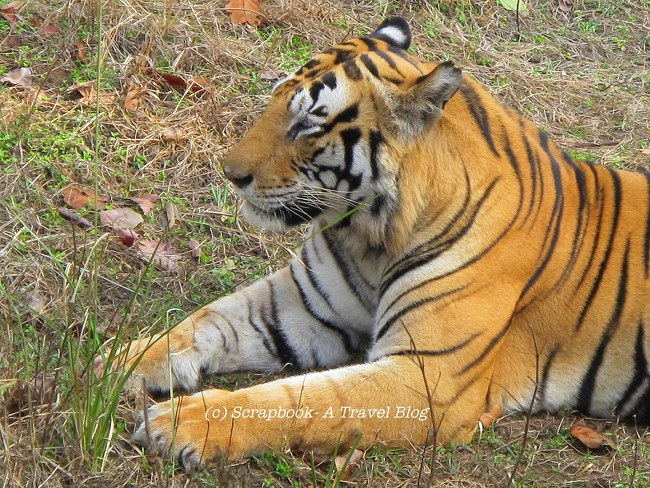 Back on Memory Lane- My first encounter with Sherkhan | Scrapbook -A ...