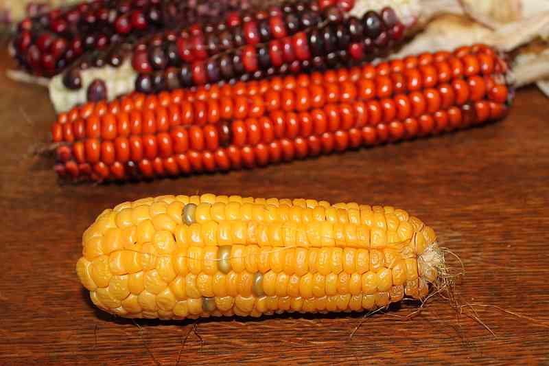 Easy Living the Hard Way: Painted Mountain Corn