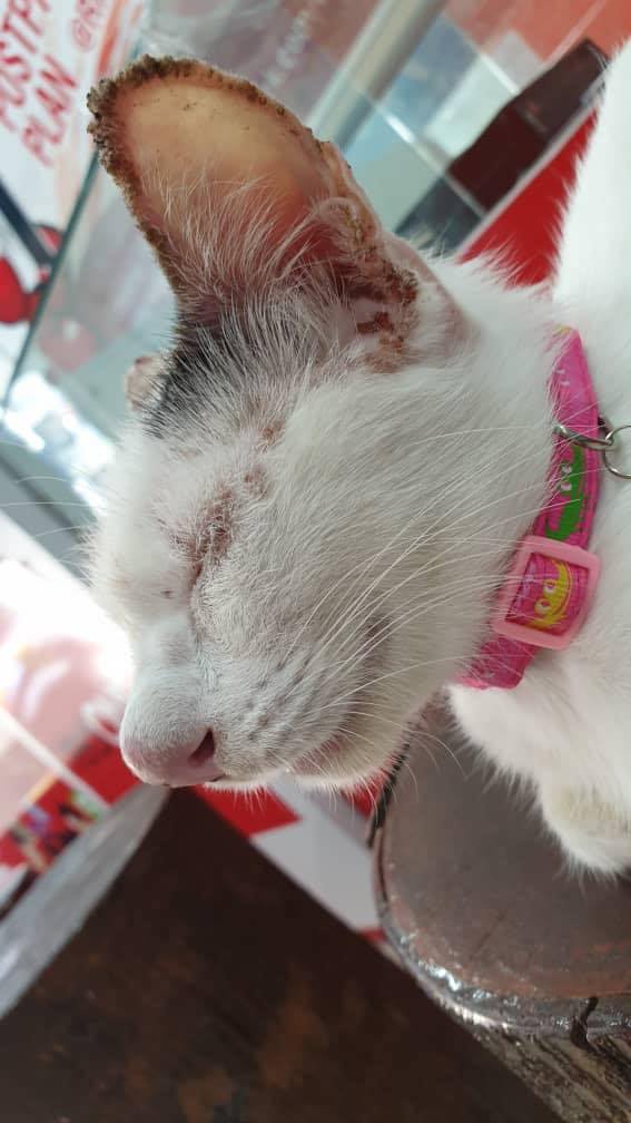 Kucing Aku Sakit Sporo | Cerita Budak Sepet