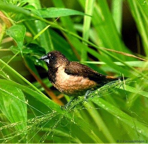 GELA KALU WEE KURULLA- : GELA KALU WEE KURULLA-