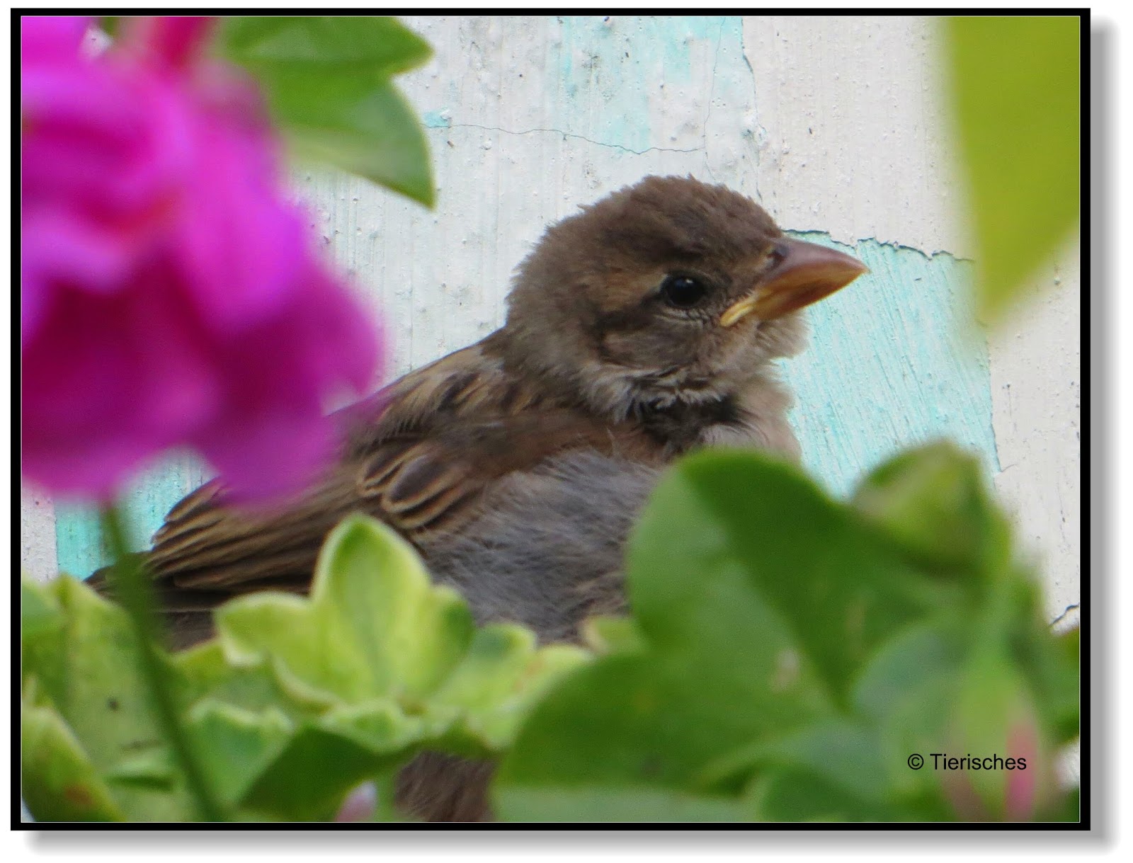 Tierisches: Von einem Vogelbaby und einem Gewinn