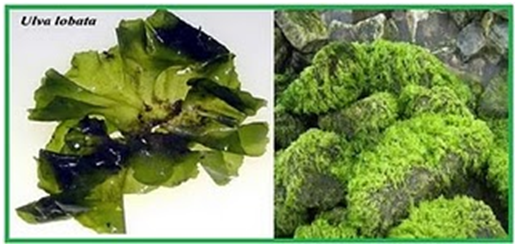 Biology ~ Environmental of Science: Chlorophyta ~ Ulva sp.