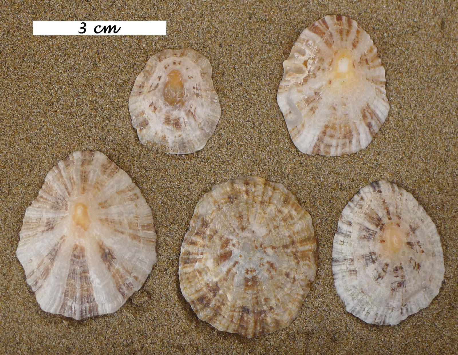 Tesoros a la orilla del mar: Lapas