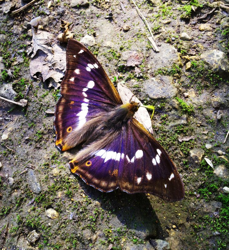 Bedfordshire's flora and fauna online: Purple Emperor