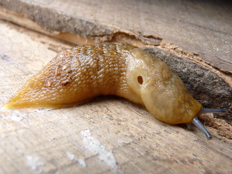 Bushranger: A very large slug