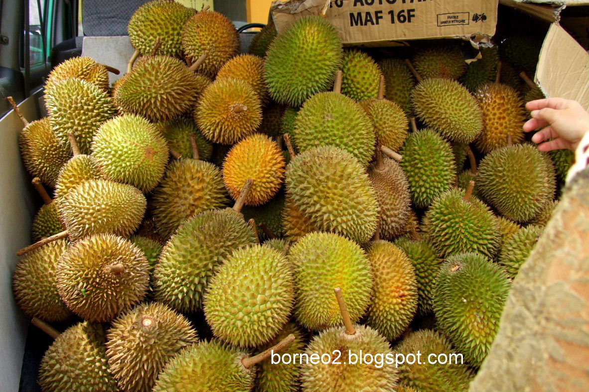 Borneo Island, Awaken To A Different World: Durian (Durio Zibethinus)
