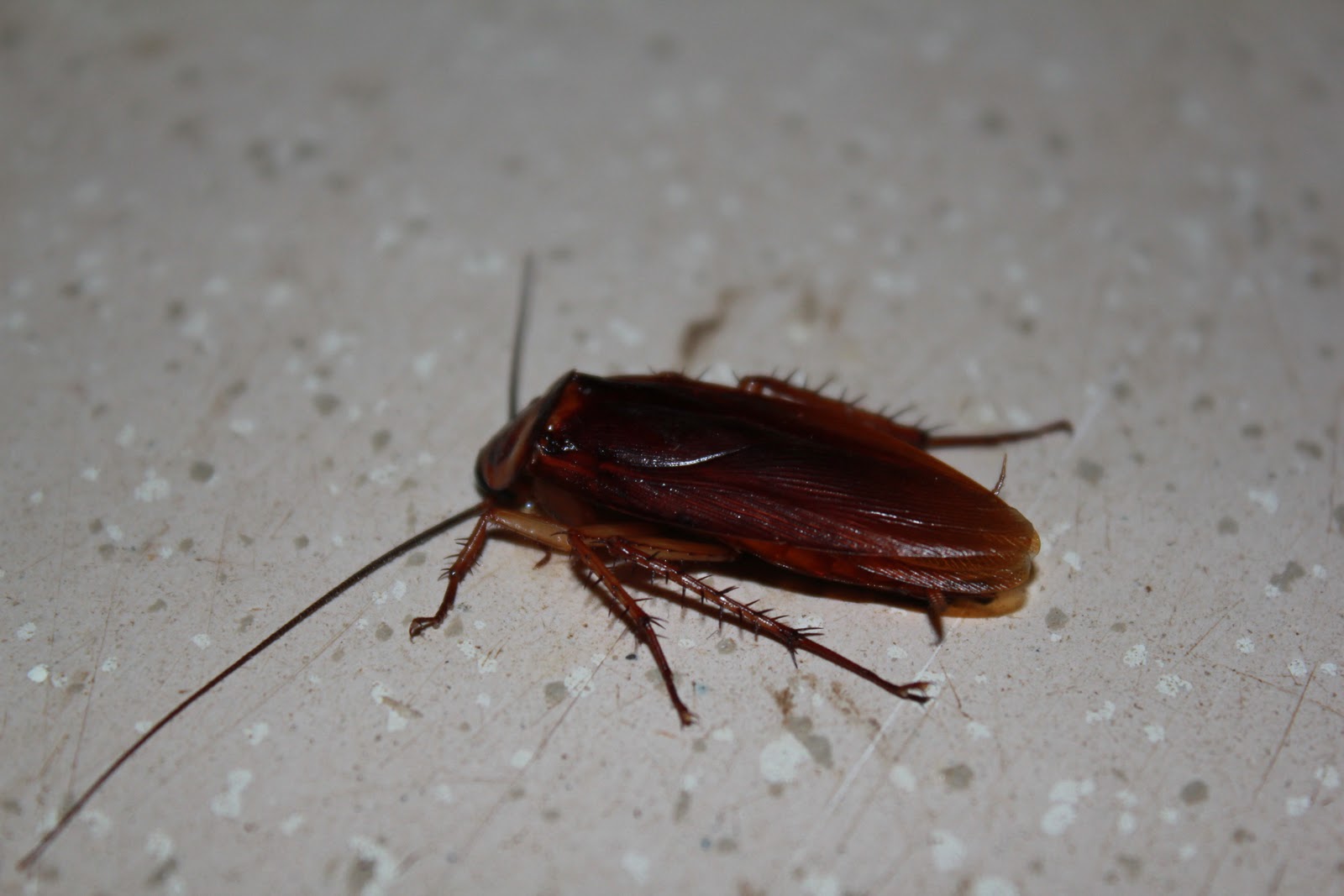 Teaching in Africa: Cockroaches, spiders, and more oh my!