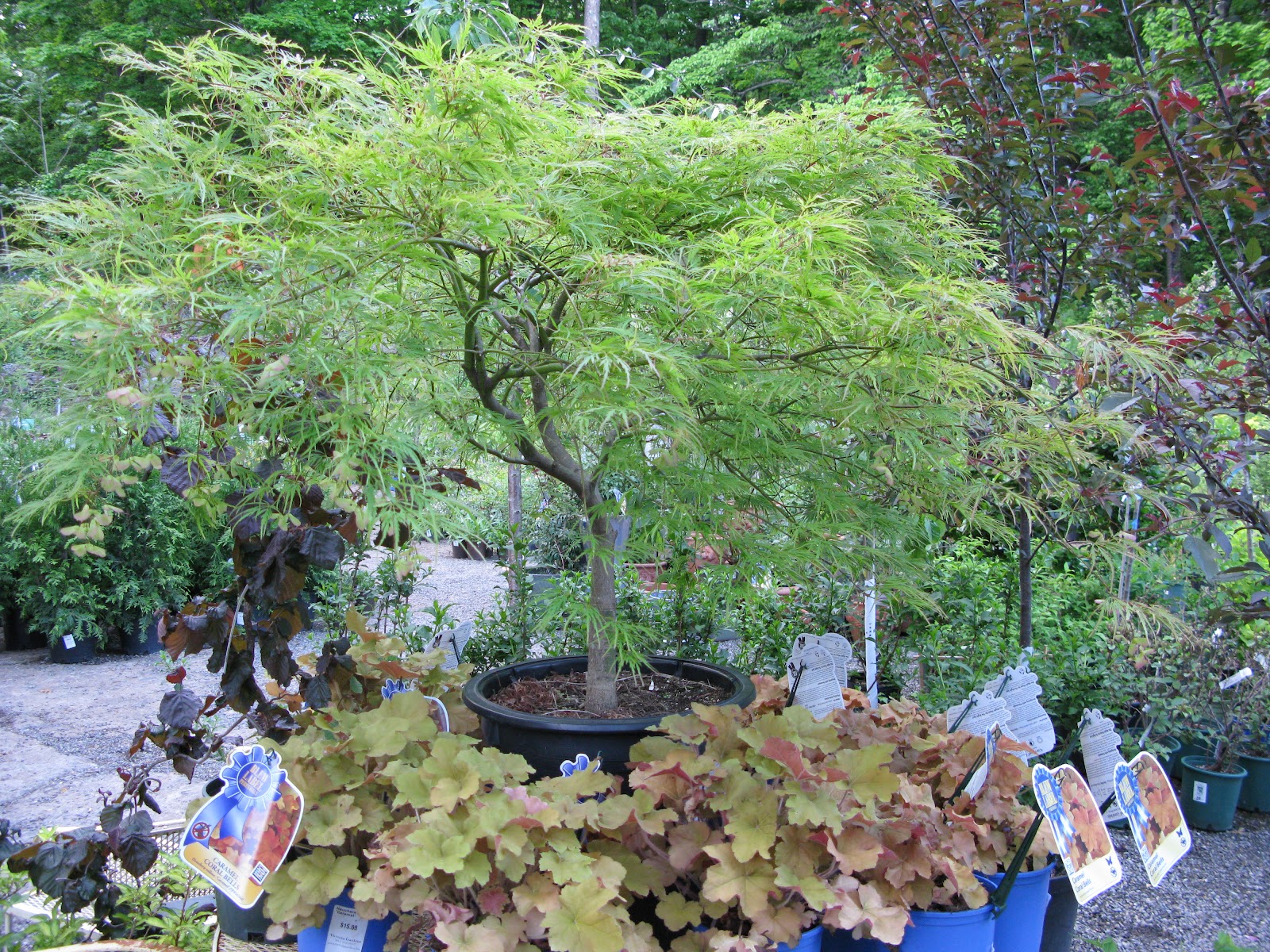 Victoria Gardens: Acer palmatumdissectum 'Virdis' Green Cutleaf ...