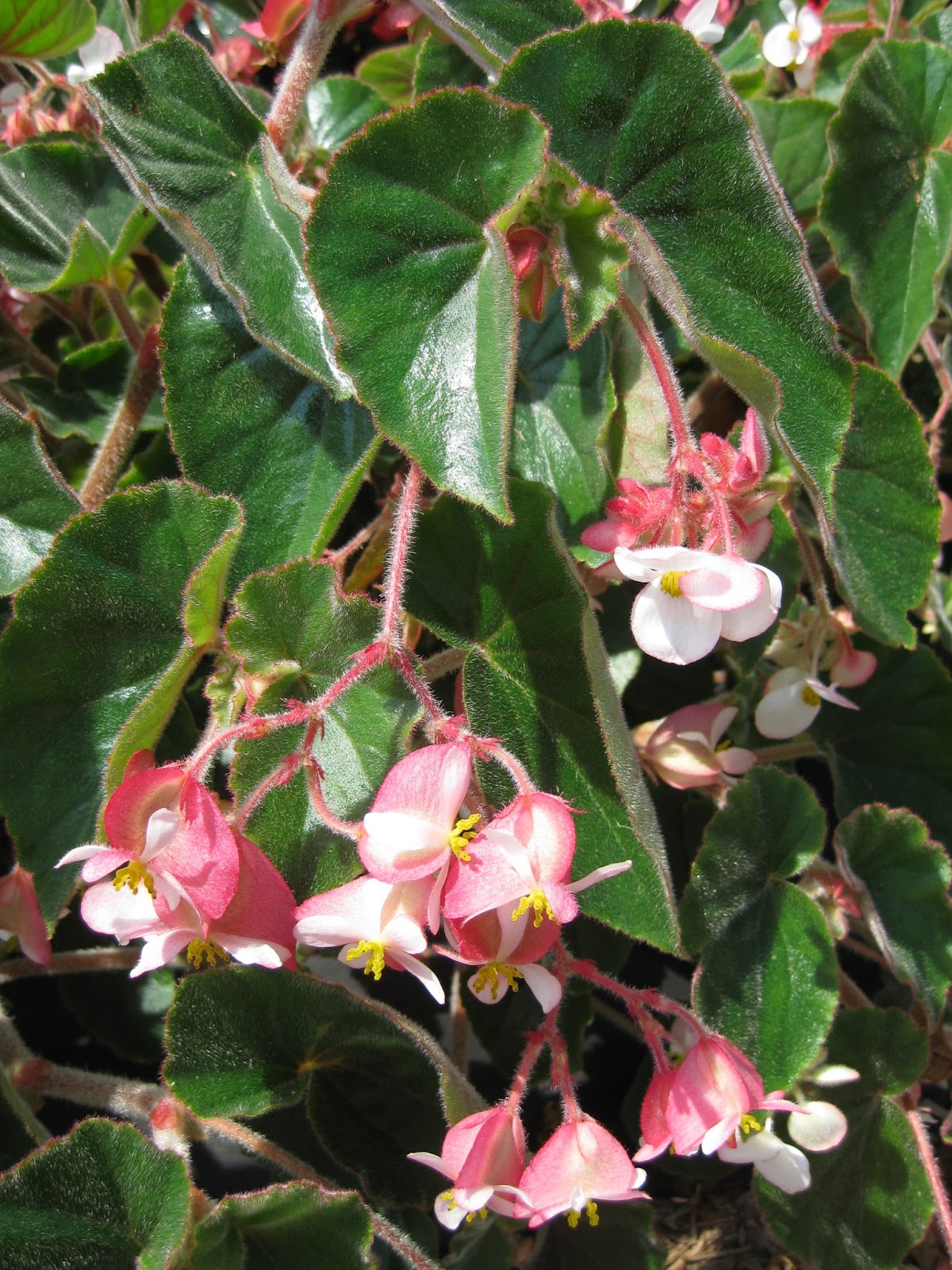 Rotary Botanical Gardens - Hort Blog: Brilliant Begonias for the Basket