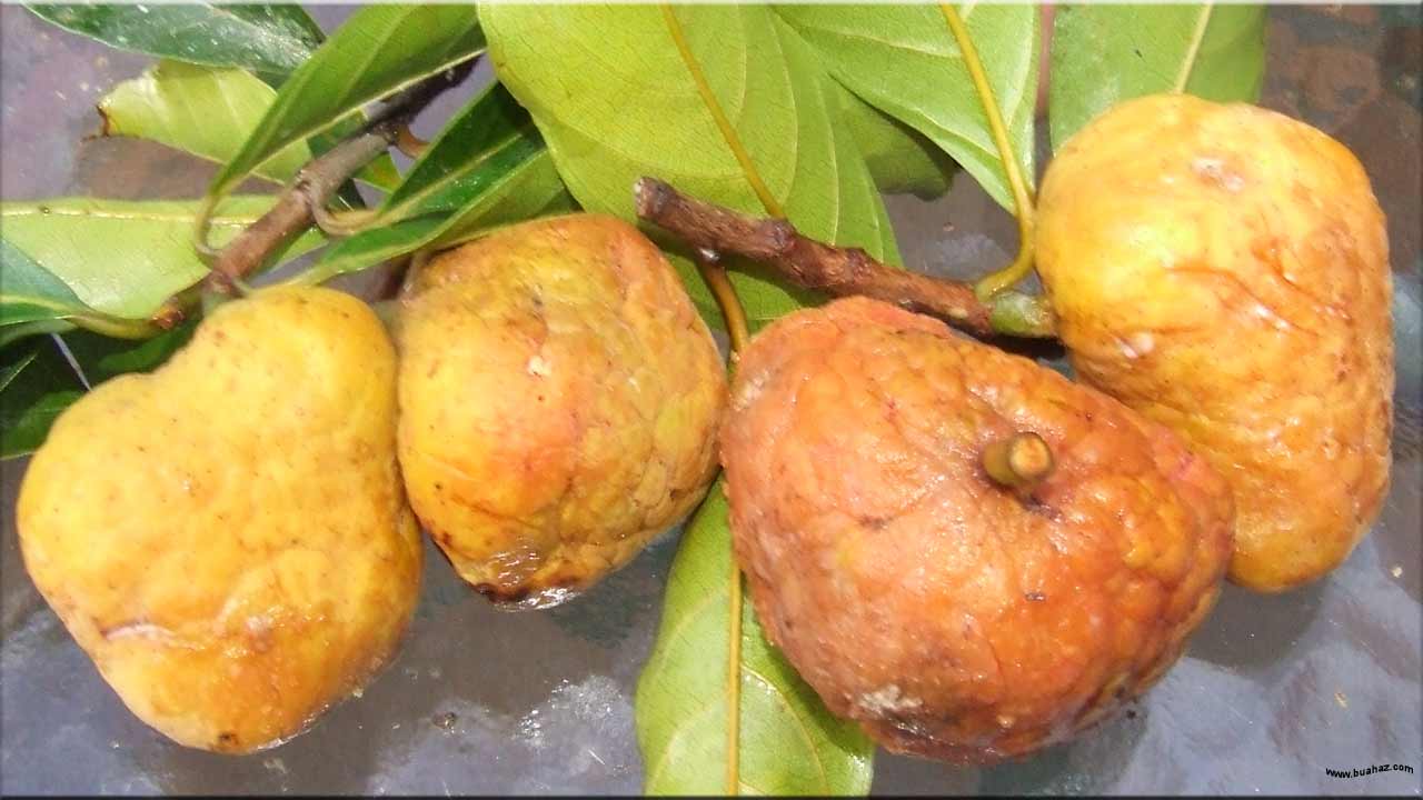 Koleksi Baru 35+ Gambar Buah Kiwi Di Pohon
