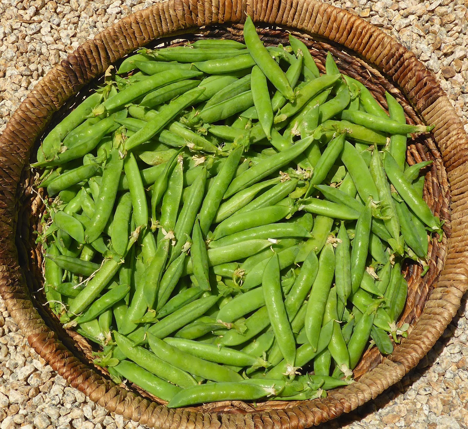 From Seed To Table: Harvest Monday - June 20, 2016