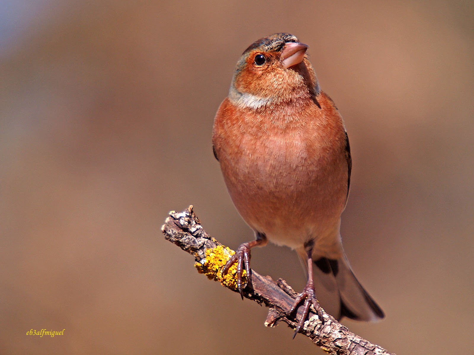 MIS AMIGAS LAS AVES: Pinzón vulgar (Fringilla coelebs) Este ave poso ...