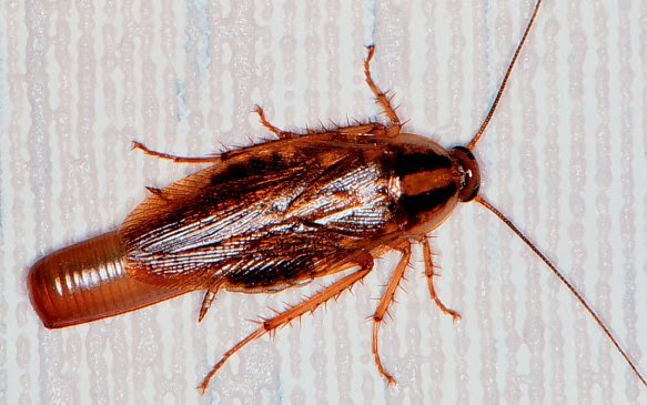 Cockroaches In Indiana Cockroaches Cockroach - Lex Luthor Perdedor