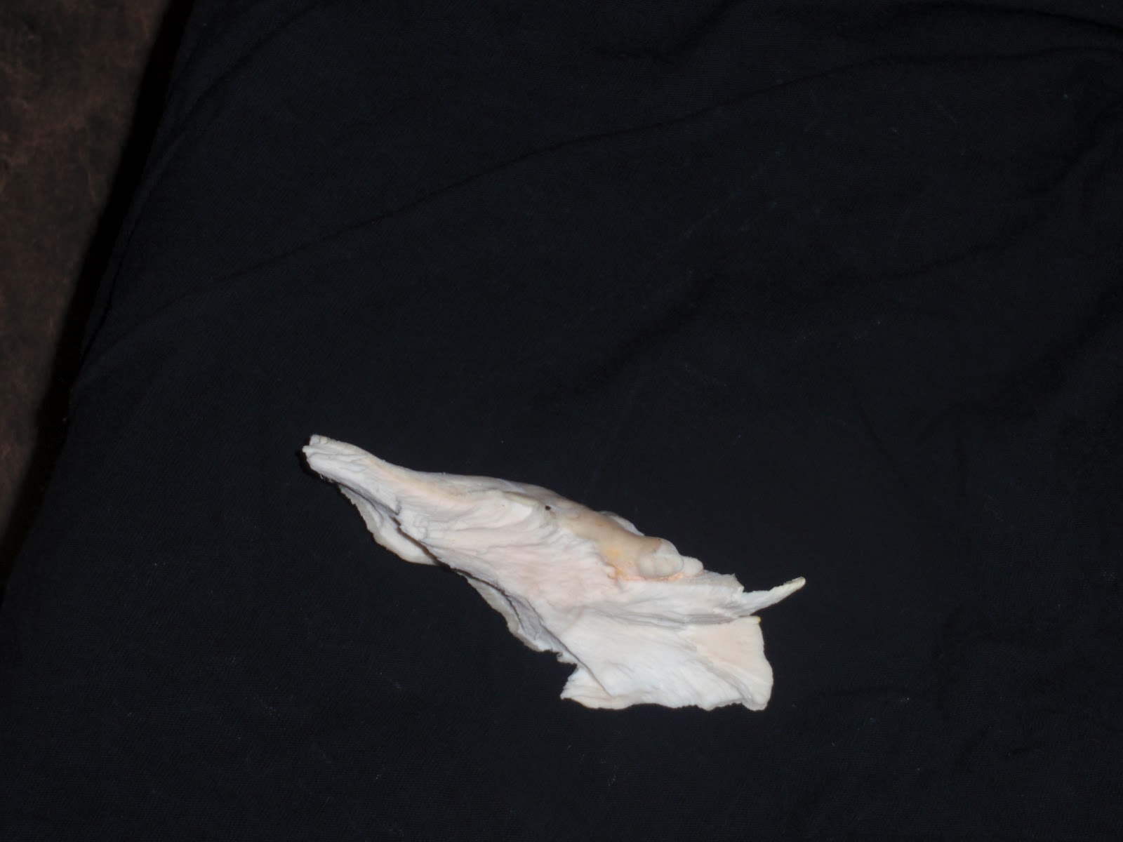 For the Glory of the One Who Made You.......