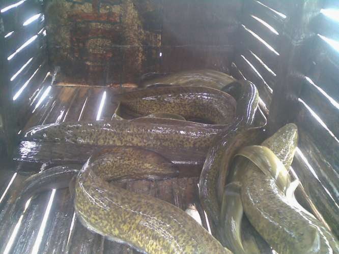 harga ikan sidat