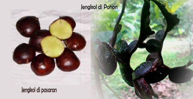 ilmu dan tips gratis.com: Potensi kulit jengkol sebagai insektisida ...