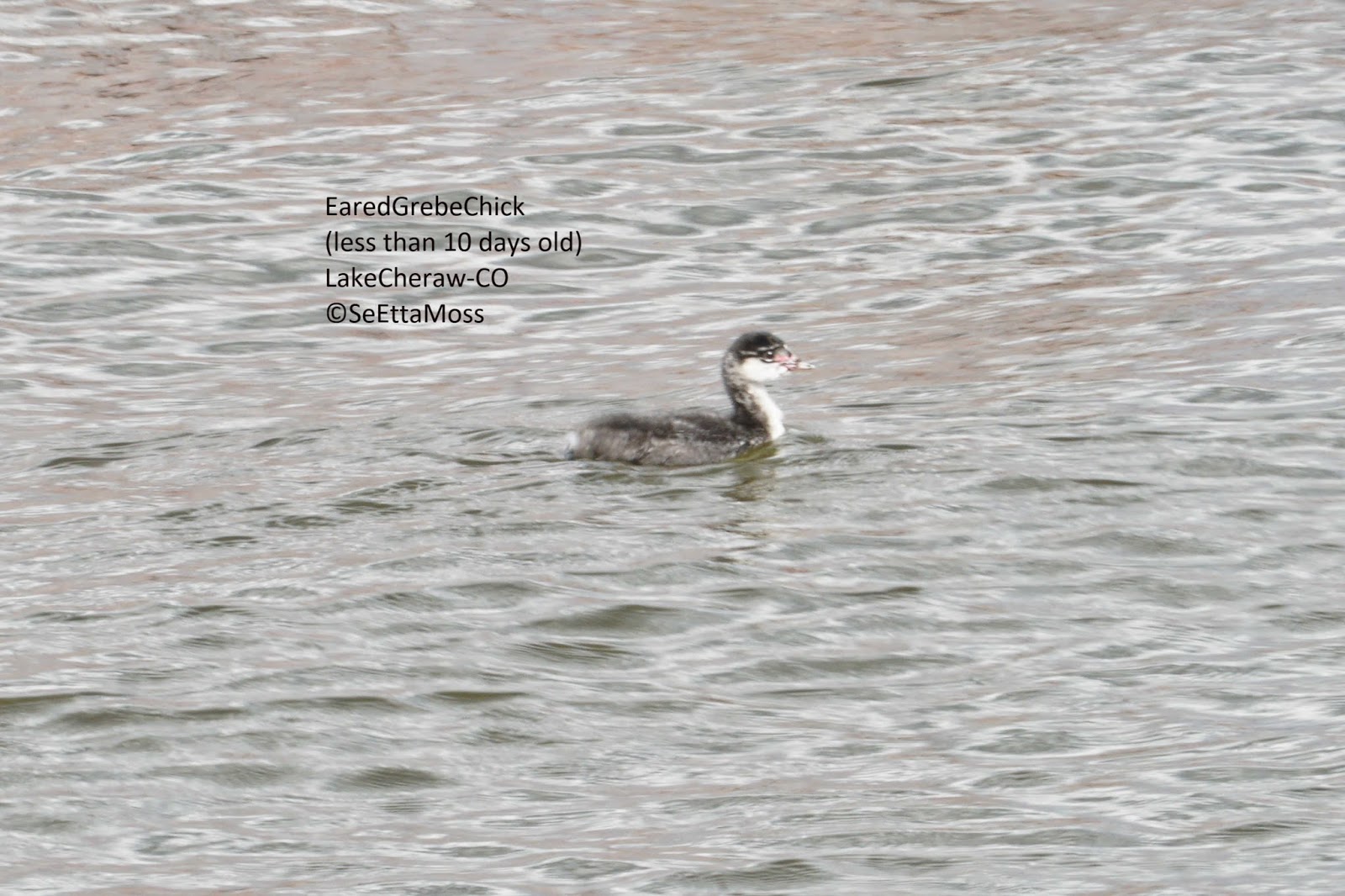 Eared Grebe parents feeding young chick