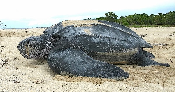 Endangered New Jersey: Atlantic Leatherback Sea Turtles May Get ...