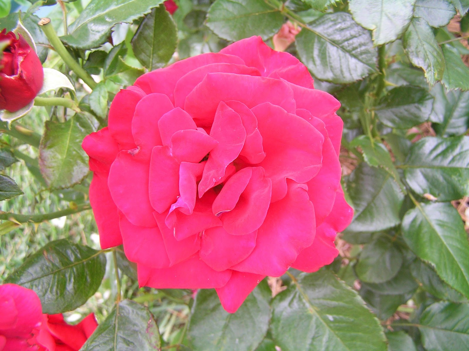 Images from our Life: Rose Garden, Summer 2012