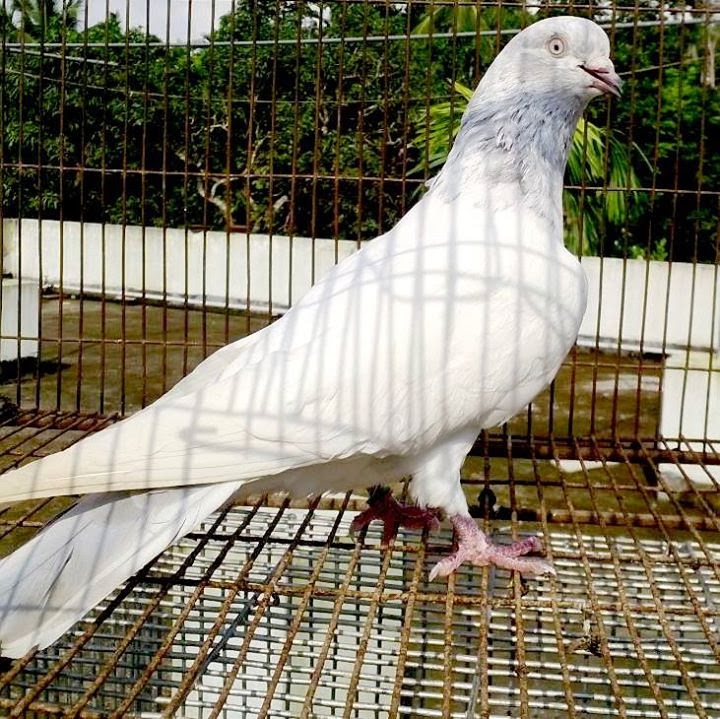 Pakhinir: Khaki pigeon