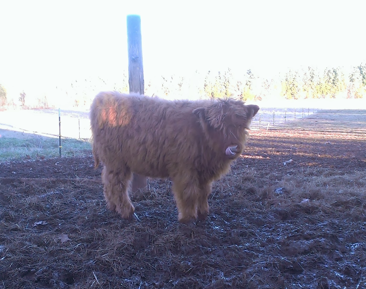 Our Journey: Fuzzy Cows!!