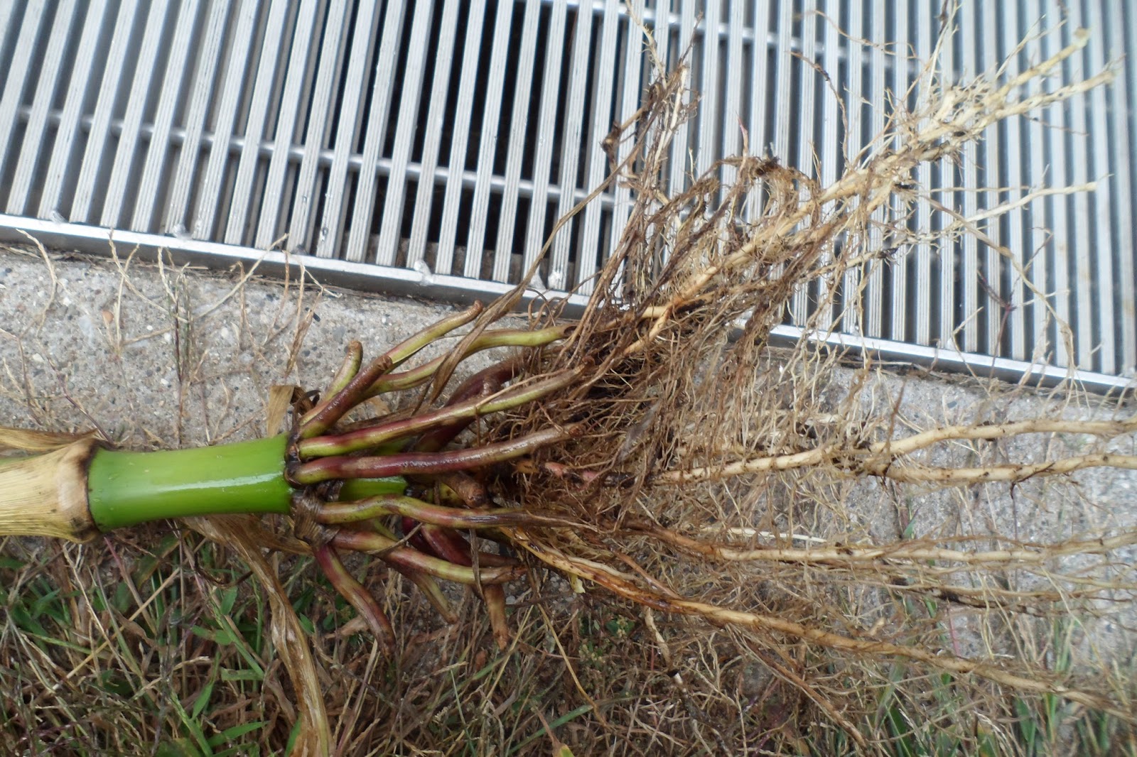 The Perennial Agriculturalist: hopi blue roots